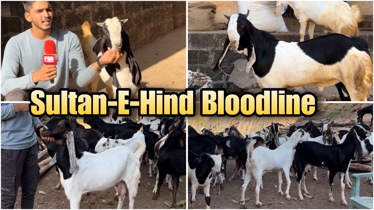 Kota Breeding Setup of Al Aamir Goat Farm | Sultan-E-Hind Bloodline in ...