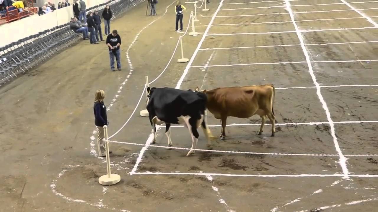 Cow Patty Bingo [2013 PA Farm Show] - YouTube