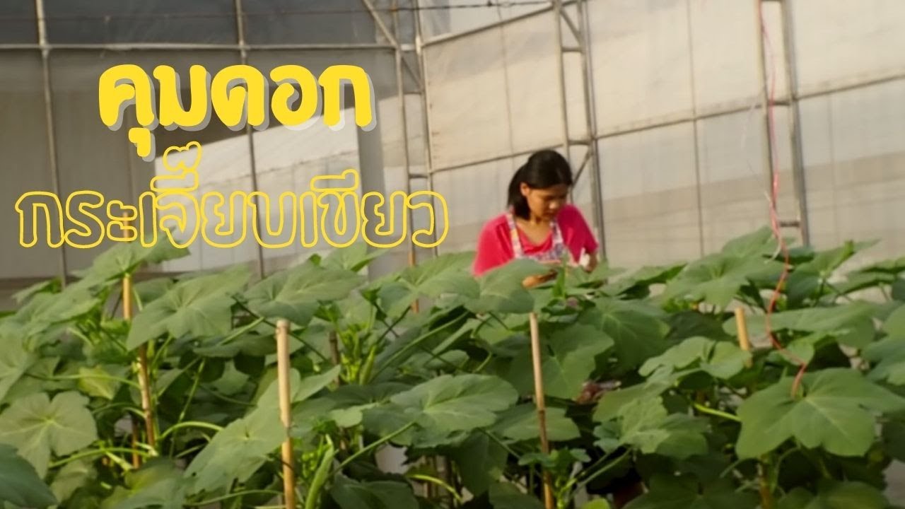 Self pollination in OKRA I ผสมดอกกระเจี๊ยบเขียว - YouTube