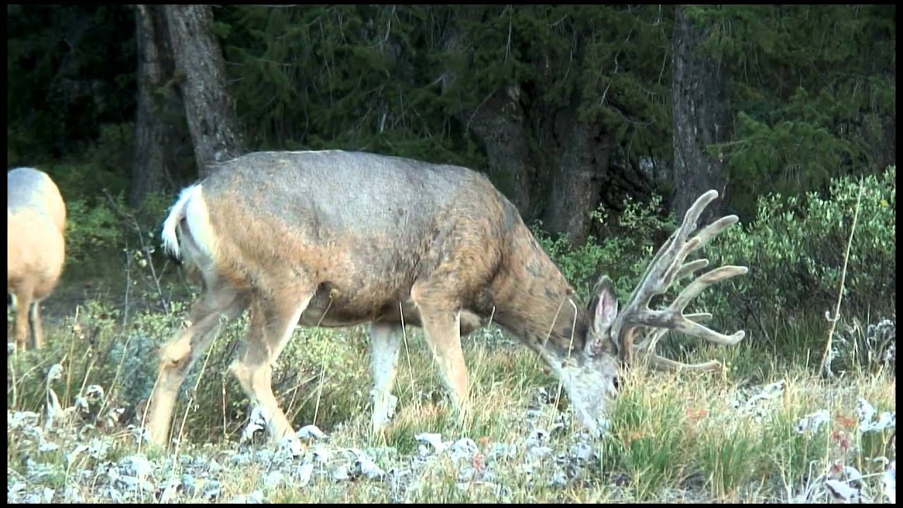 Incredible Big Muley Buck - YouTube