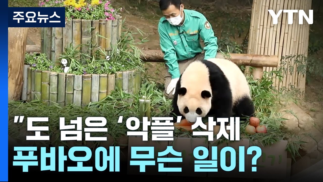 도 넘은 강바오 악플 삭제푸바오 가족에 무슨 일이 앵커리포트 Ytn Youtube