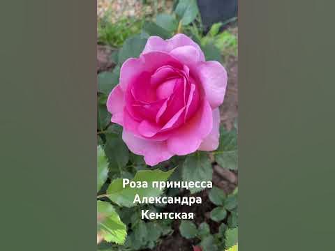Роза Принцесса Александра Кентская / Princess Alexandra of Kent ...
