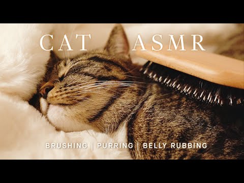 【1649C ASMR】So Relaxing! ASMR with My Cat Pickle | Brushing,  Belly Rubbing, Purring
