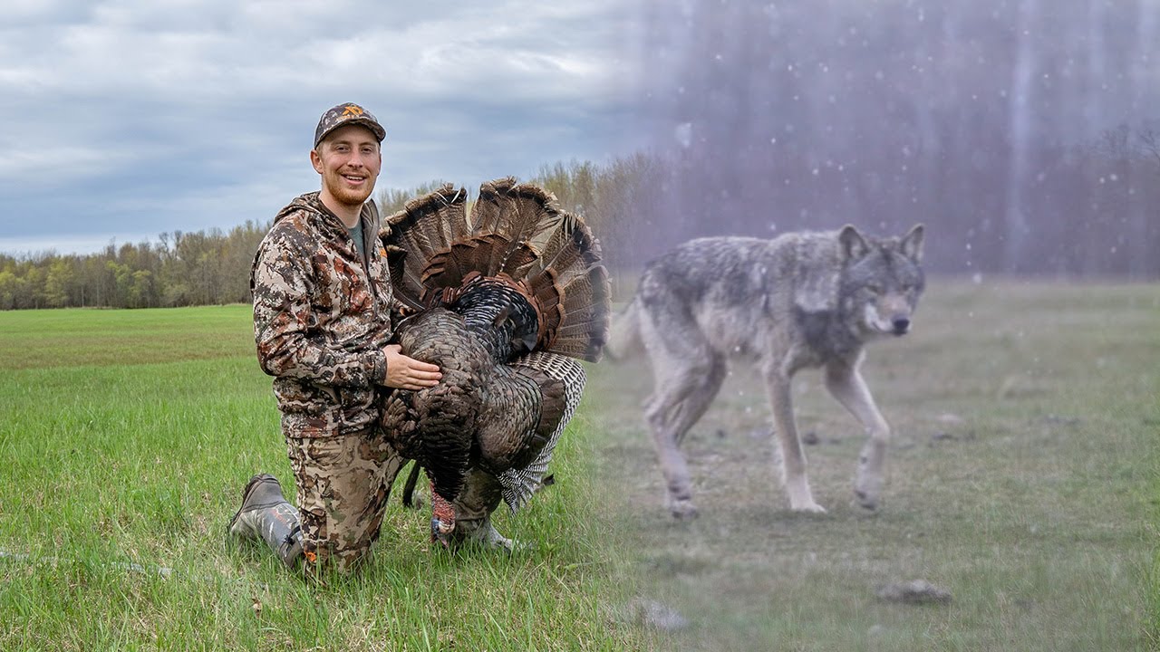 TURKEY DOWN | BIG WOLF ENCOUNTER! - YouTube