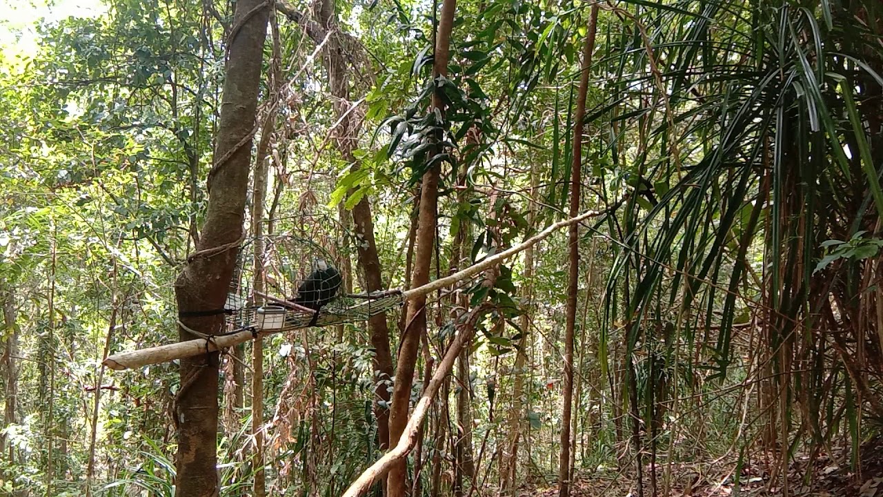 Pikat Burung Merpati hutan (part.2) - YouTube