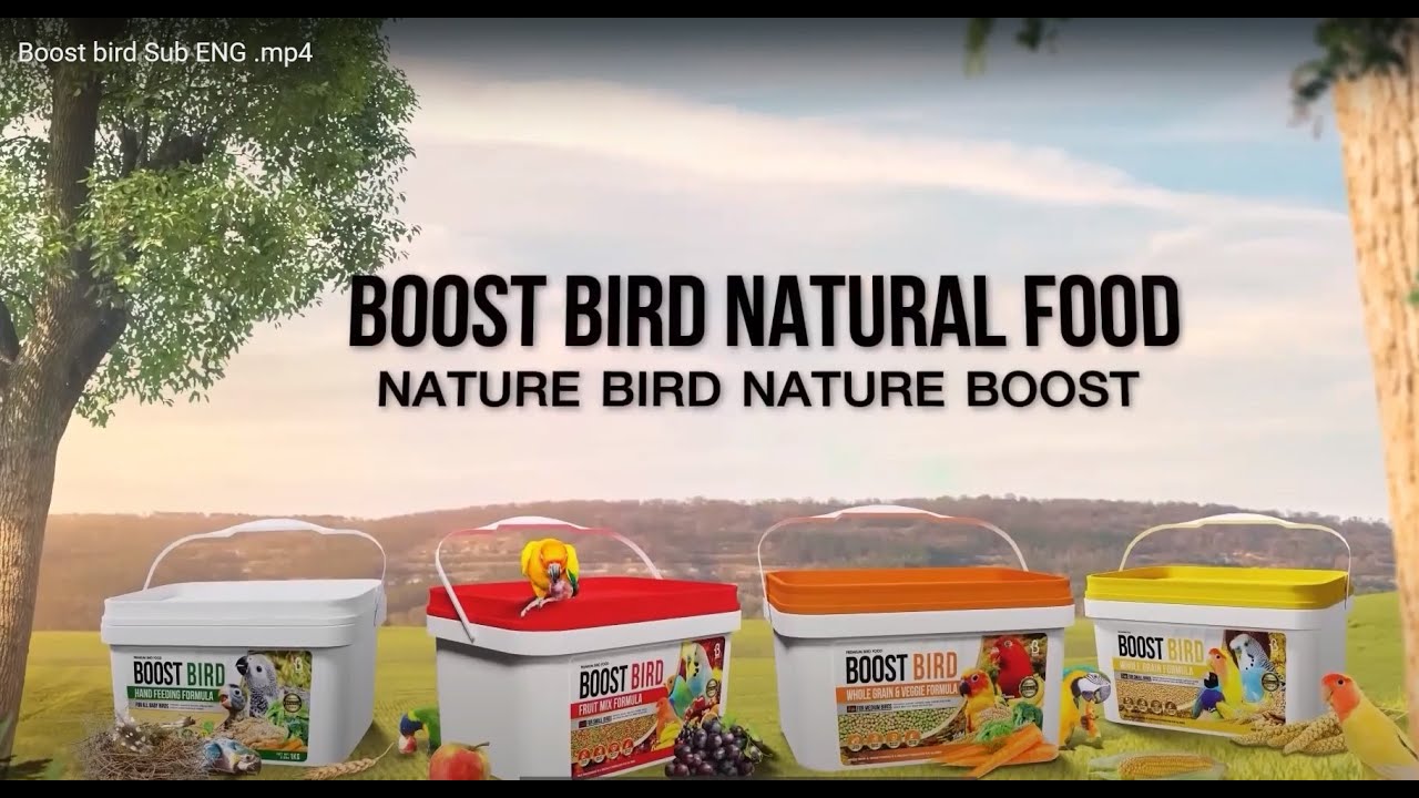 Boost Bird : The Quality That All Bird Need - YouTube