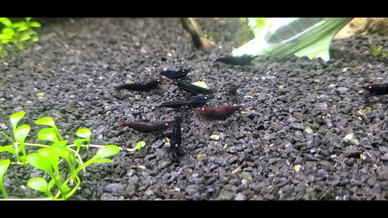 must see orange eyed royal blue shrimp - YouTube