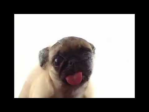 Pug Licking Your Screen for 5 minutes - YouTube