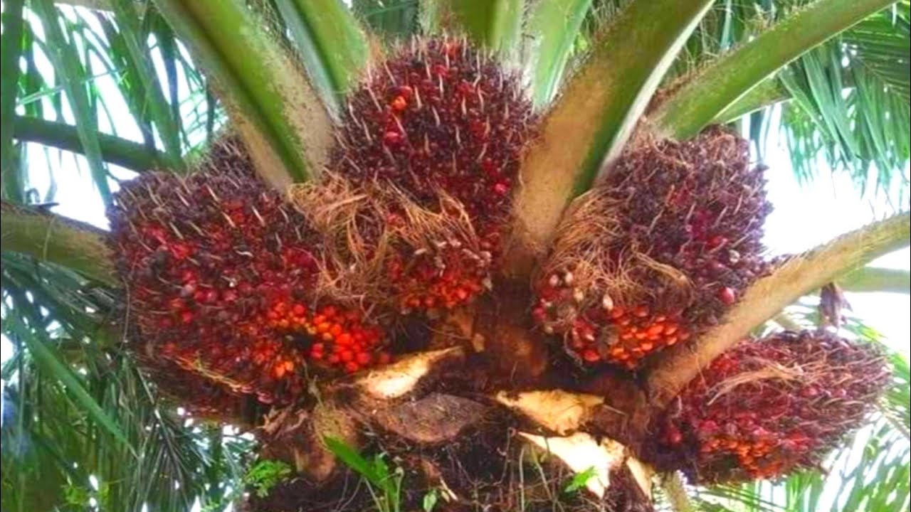 High Basic Palm Oil Harvesting Skill - YouTube
