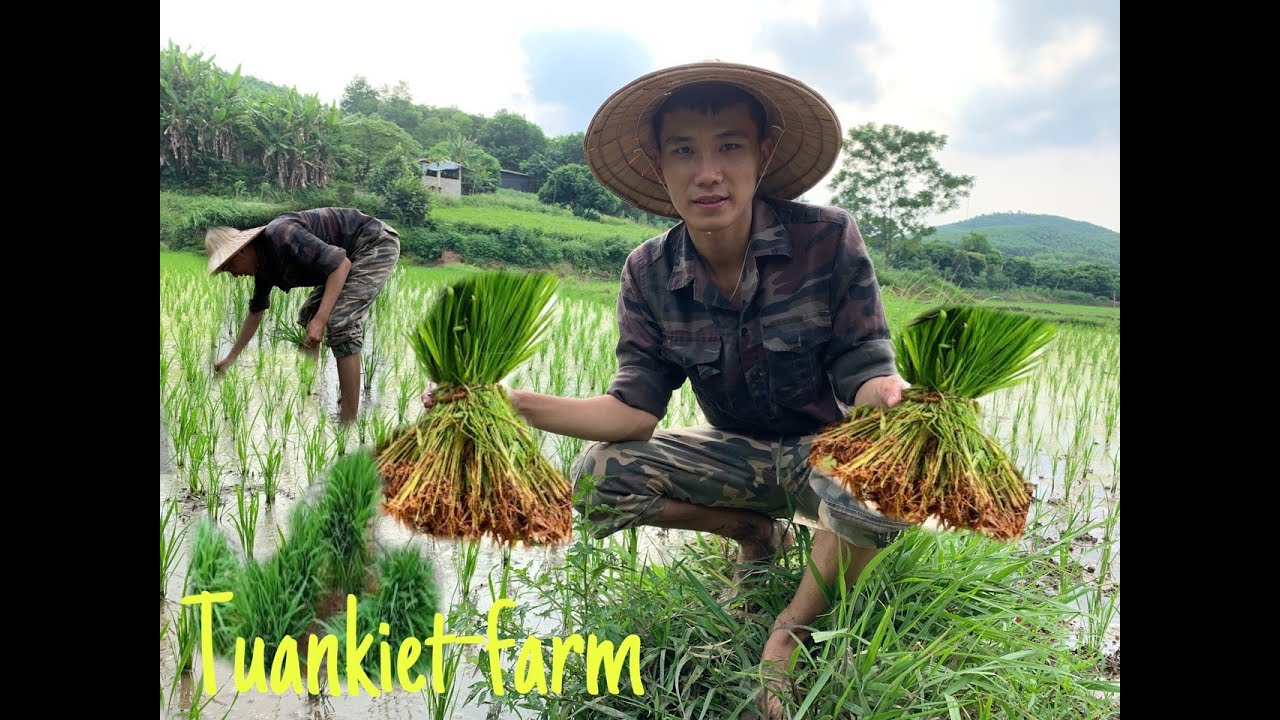 Build houses, help farmers grow rice | build a new life | tuankiet-fram ...