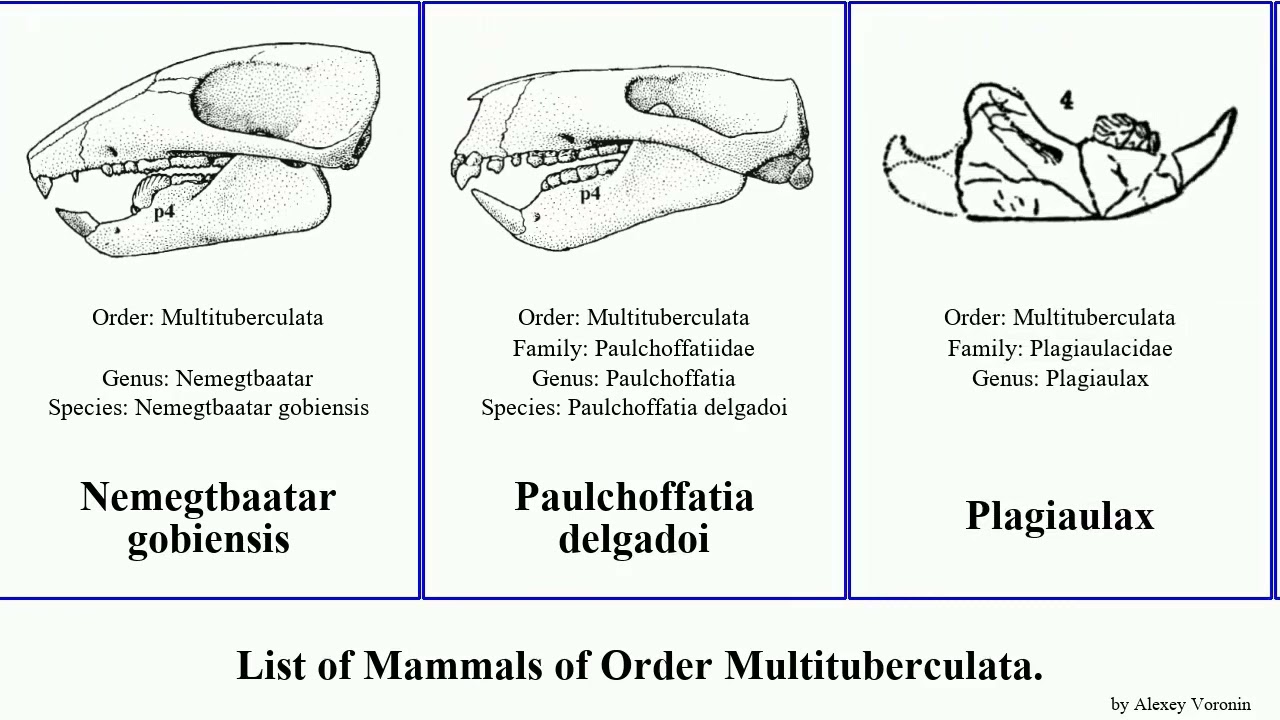 List of Mammals of Order Multituberculata. vulgaris nobilis bulla ...