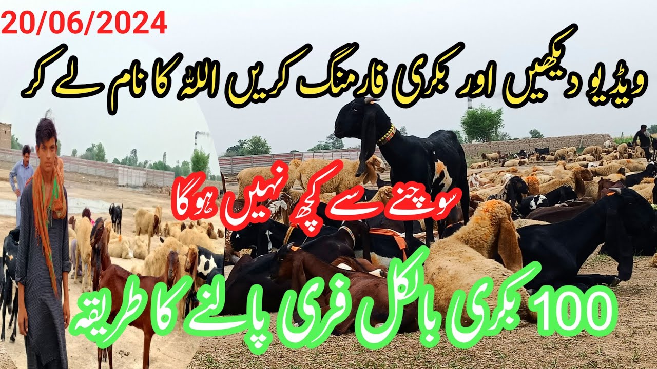 business idea Bakra farming 21 June 2024 - YouTube