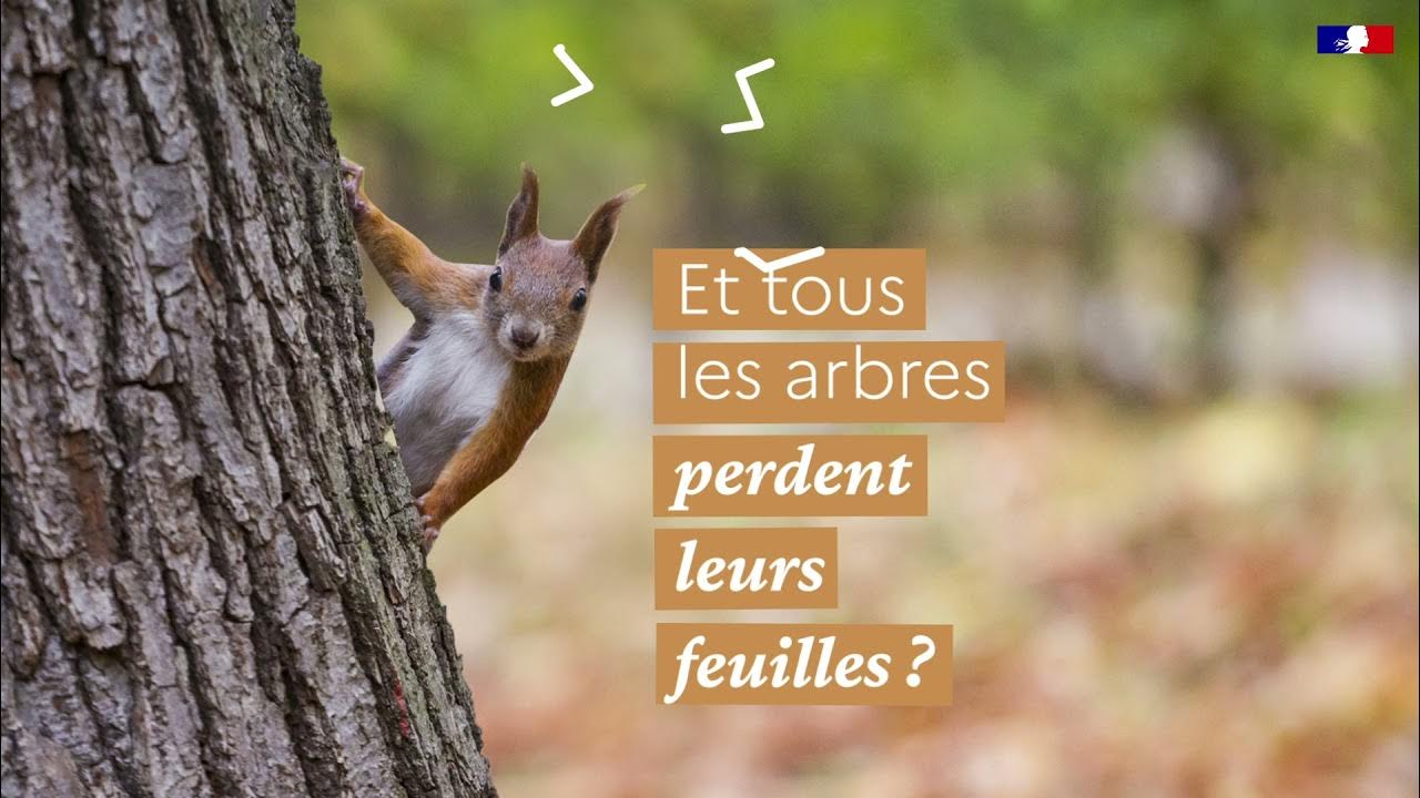 Pourquoi les feuilles des arbres tombent-elles durant l'automne ? - YouTube