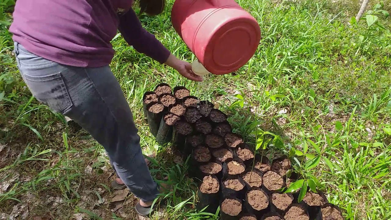 Planted Rubber Seeds in the Nursery Bags - YouTube