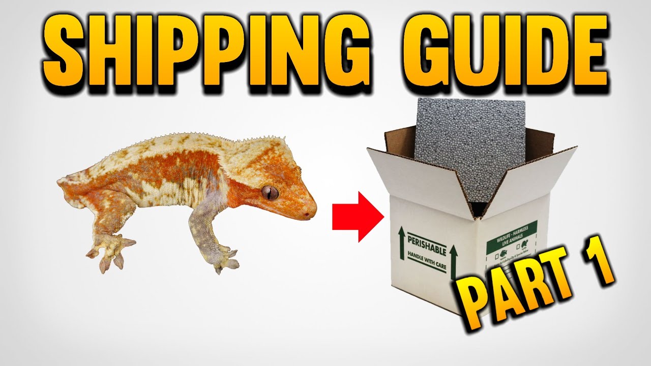 A Complete Guide To Shipping Your Reptiles! Part 1/2 - YouTube
