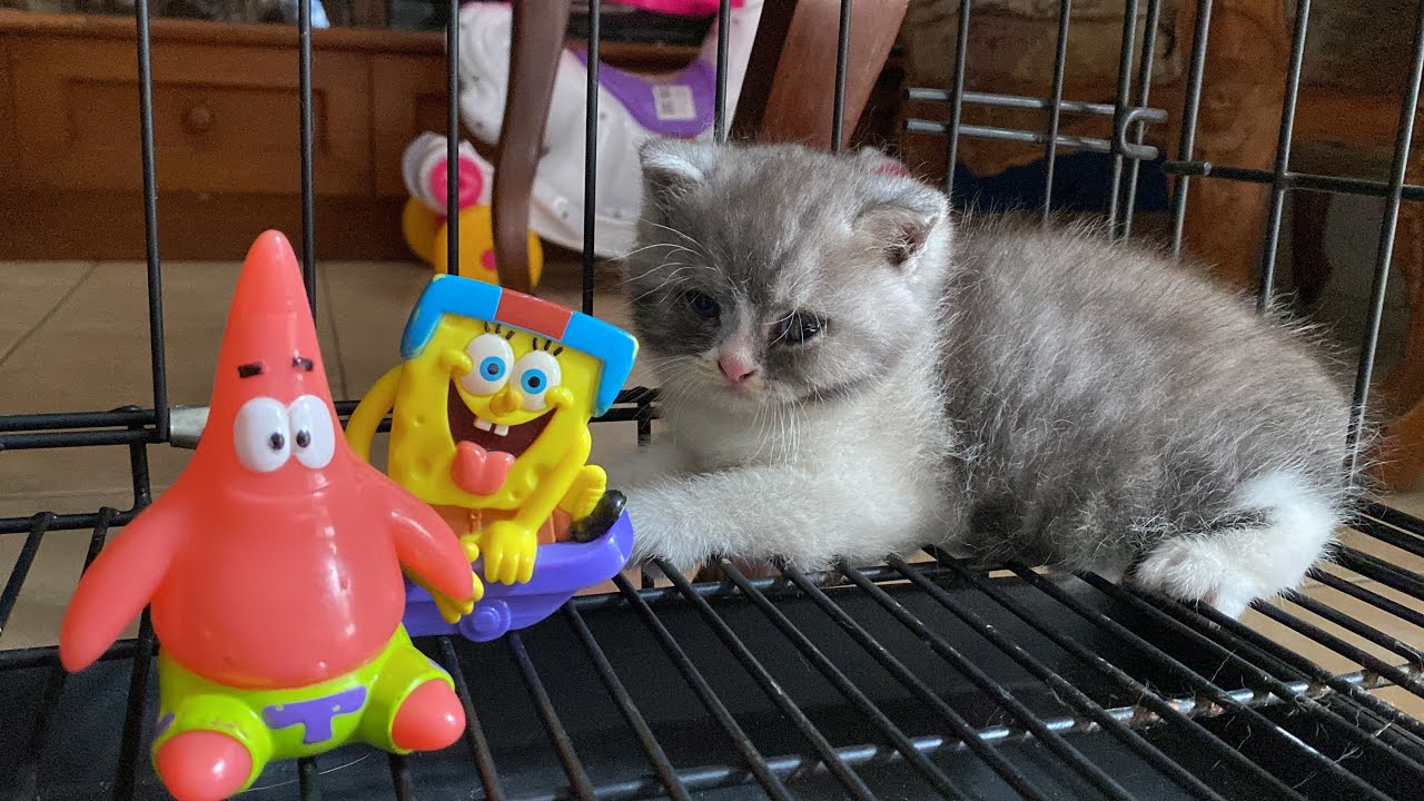 Spongebob Squarepants, Patrick, Garry Menemukan Anak Kucing yang Lucu ...