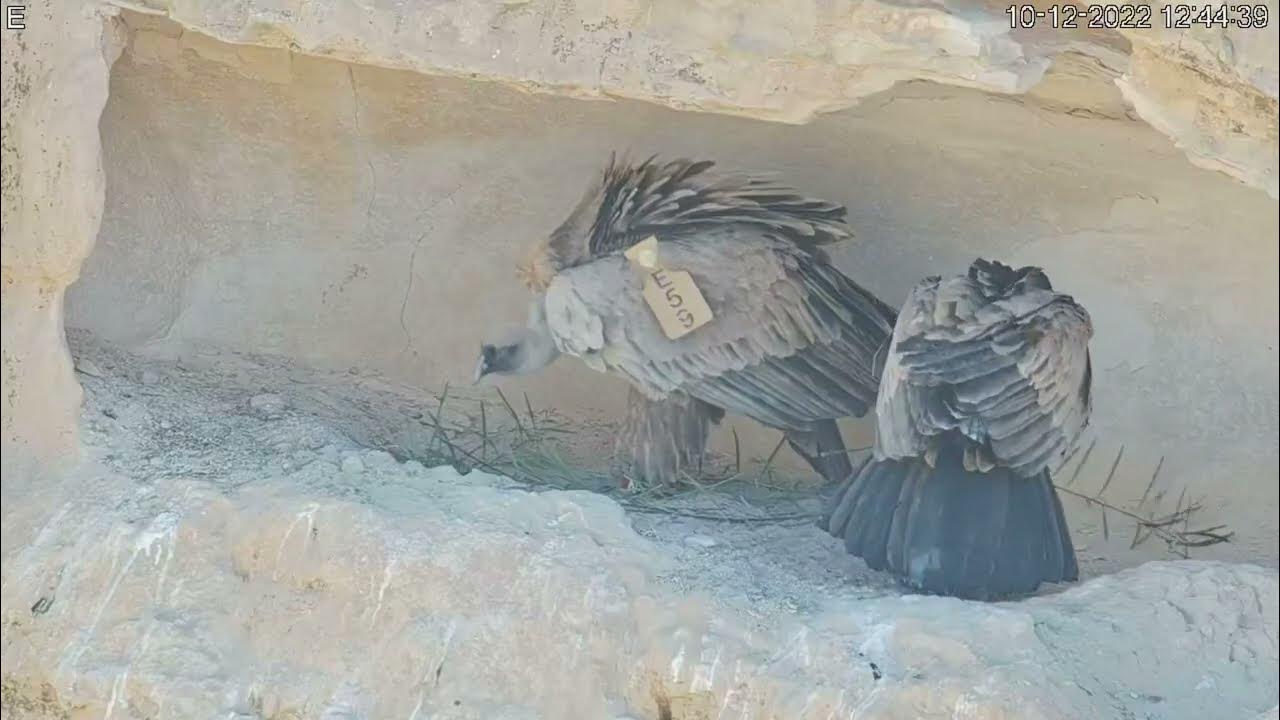 נשר E59 התנגש במסוק ומת! Griffon Vulture E59 colliding with an AH-64 Apache! - YouTube