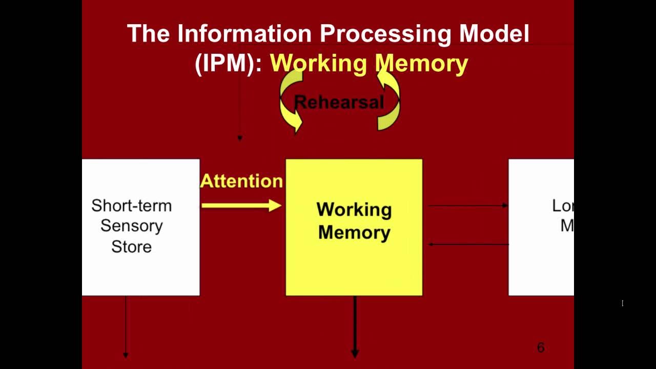 Learning and Memory: The Information Processing Theory - YouTube