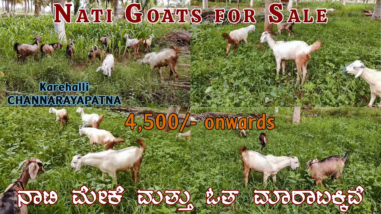 NATI GOATS for Sale near Channarayapatna at Karehalli in Hassan ...
