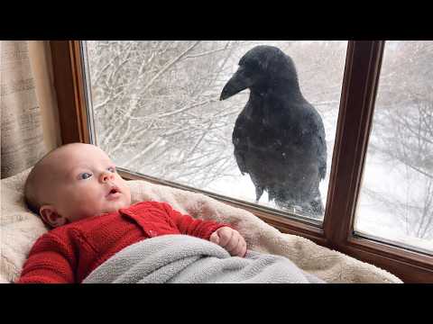 You Won’t Expect This From A Crow ❤️🐦‍⬛ Cutest Moment Ever