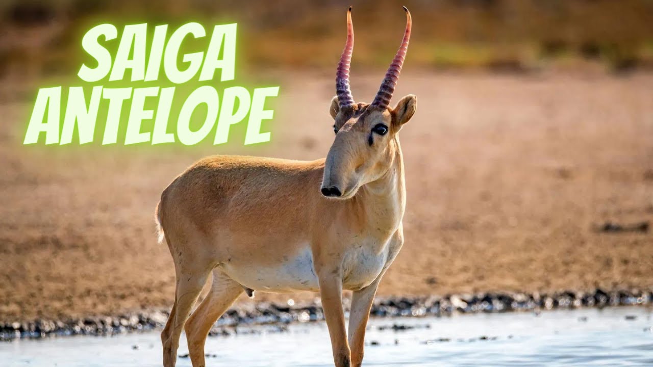 The Fascinating World of Saiga Antelope: Facts and Conservation. - YouTube
