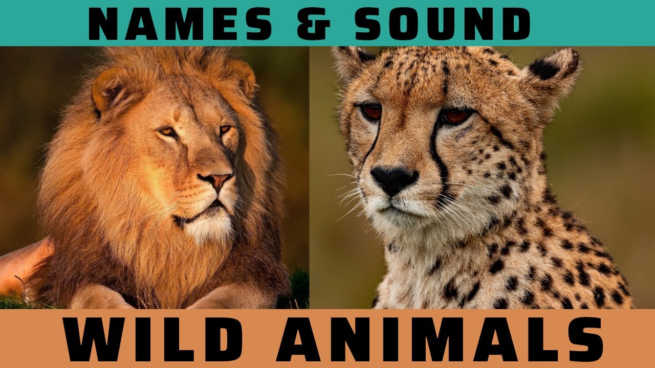 Beast Names And Sound Wild Animal YouTube beast-names-and-sound-wild-animal-youtube