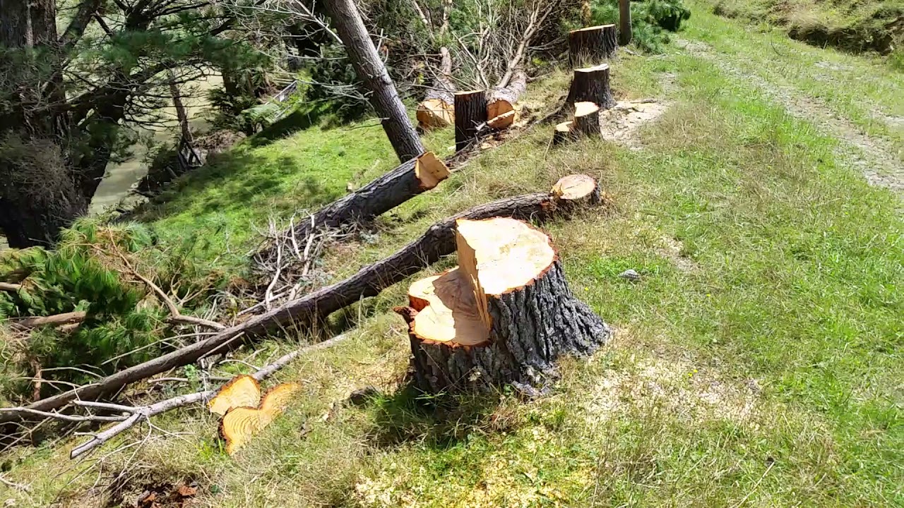 Disappearing trees... - YouTube