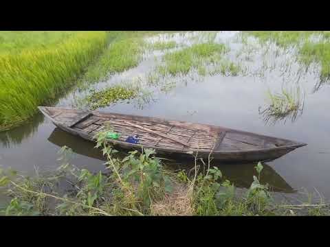 Our village in the rainy season || Bangladesh Village Nature || BD Environment || Beauty village