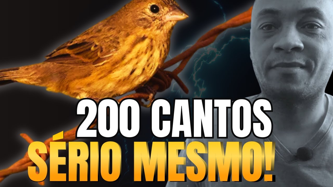 QUER CRIAR TIZIU? Assista Este Vídeo Antes! Uma jornada na criação na ...