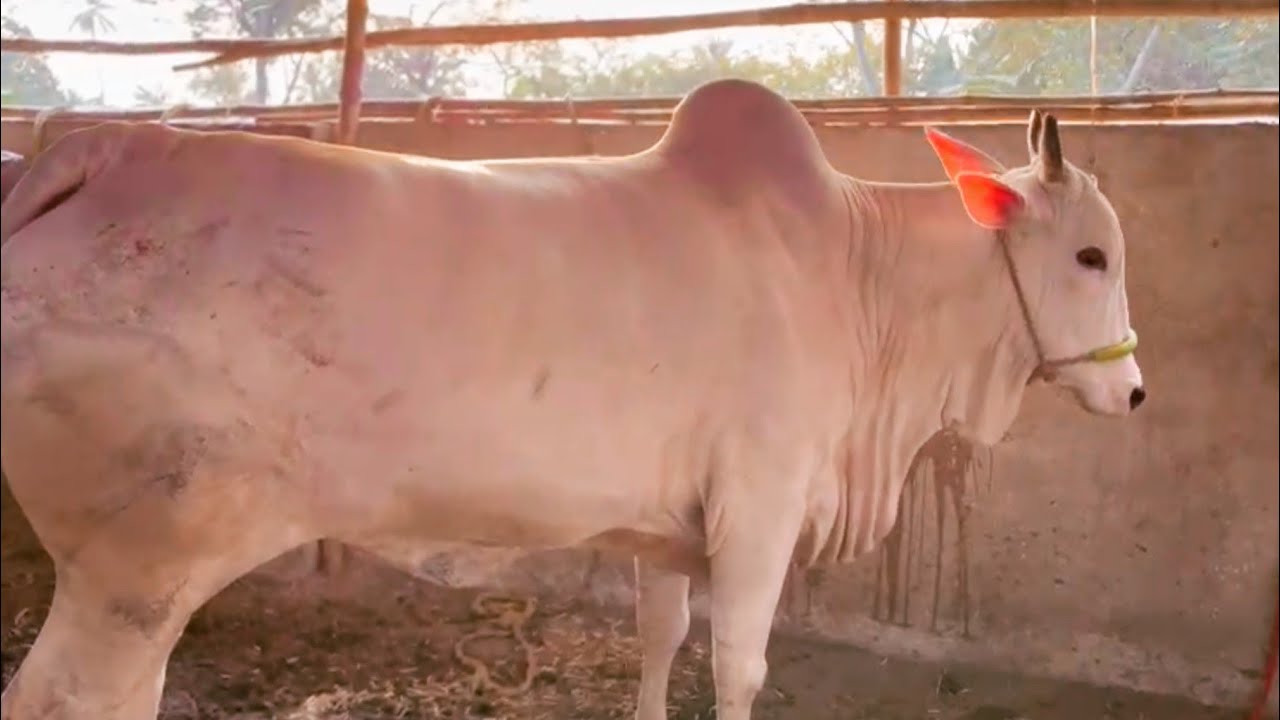 Beautiful Andhra Cow 😎of Babu Dairy Farm😍Kolkata Cow 2023 - YouTube