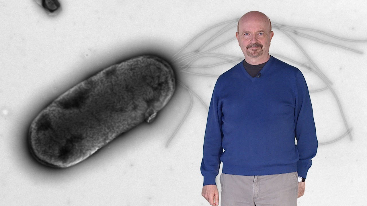 Synthetic Biology: Cyborg-ization of bacteria for degradation of ...