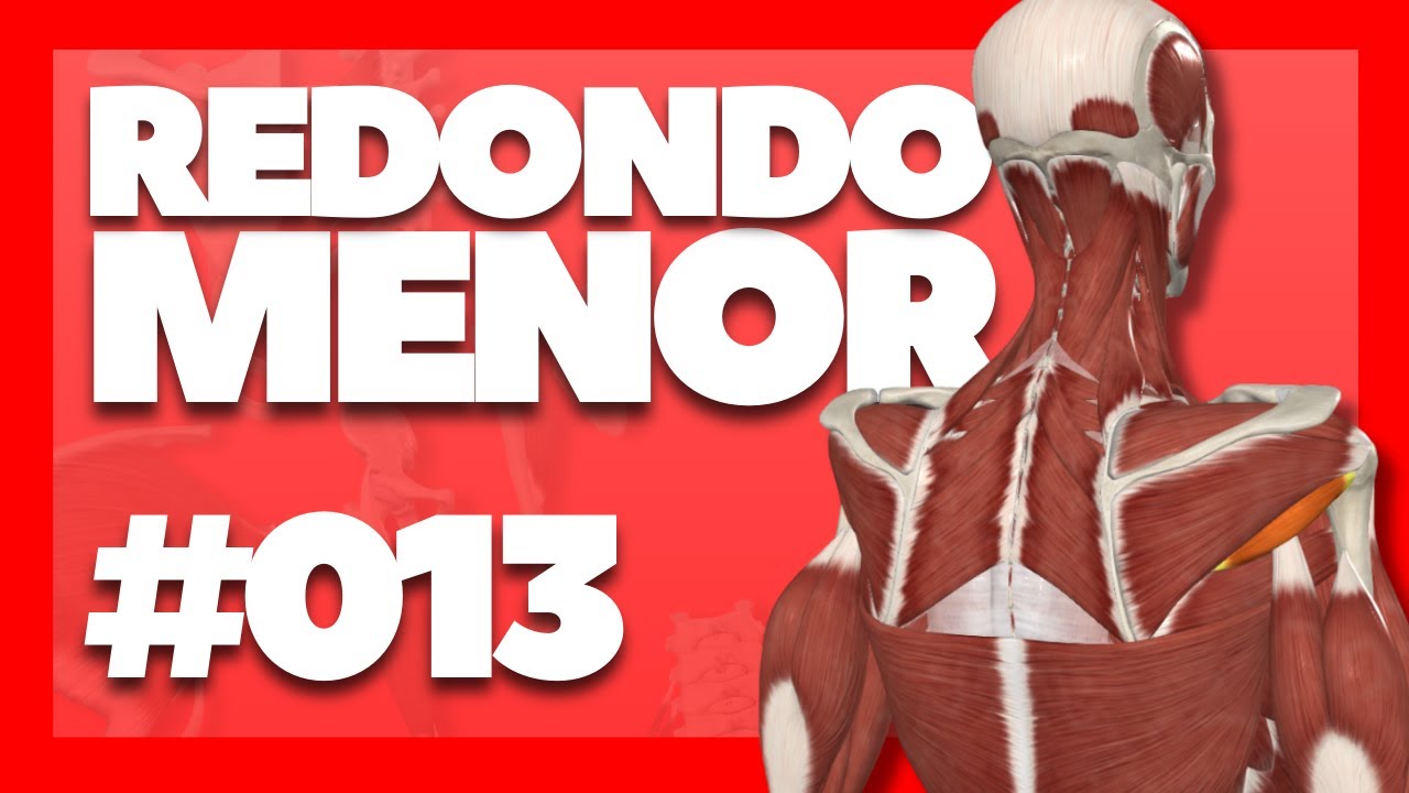 🍗 ANATOMIA MUSCULO REDONDO MENOR #013 Sistema Muscular | Anatomia del ...