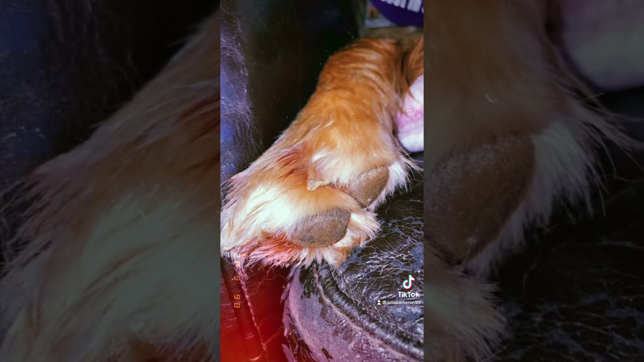 Cute golden retriever “toe beans” - YouTube