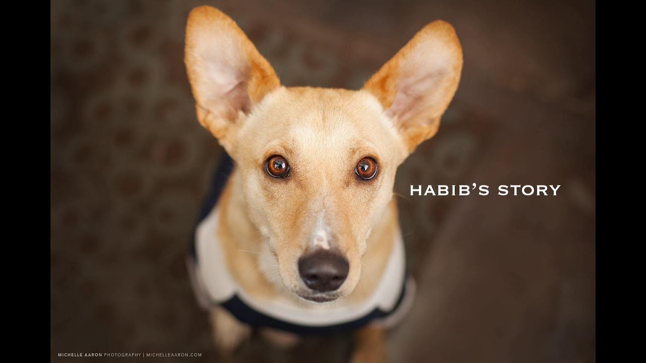 Habib's Story - Zoe's Animal Rescue Society - YouTube