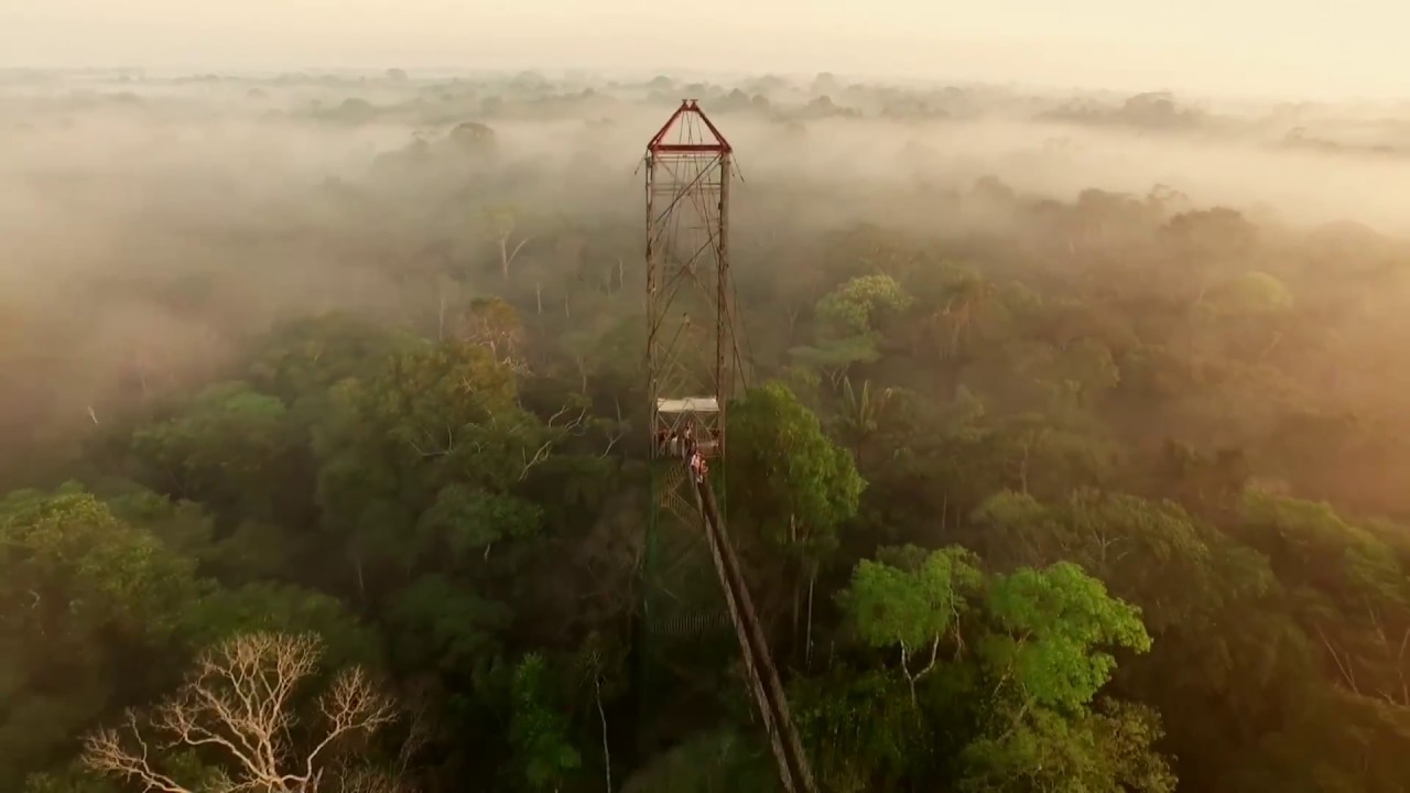 Canopy walk - YouTube