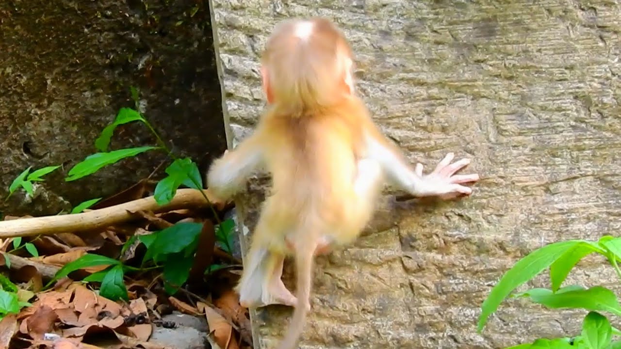 ADORABLE LUCIE NON STOP LEARN CLIMB UP & JUMPING TILL DROP DOWN, LUNA ...