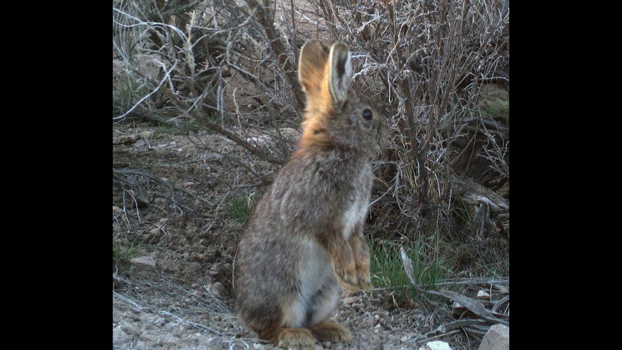 Pygmy Rabbit survey with ODFW in 2021 - YouTube