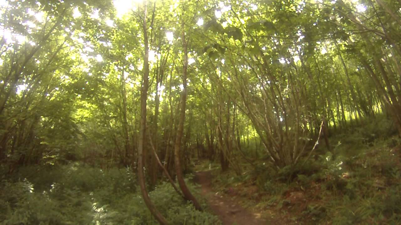 hedge monkeys - YouTube