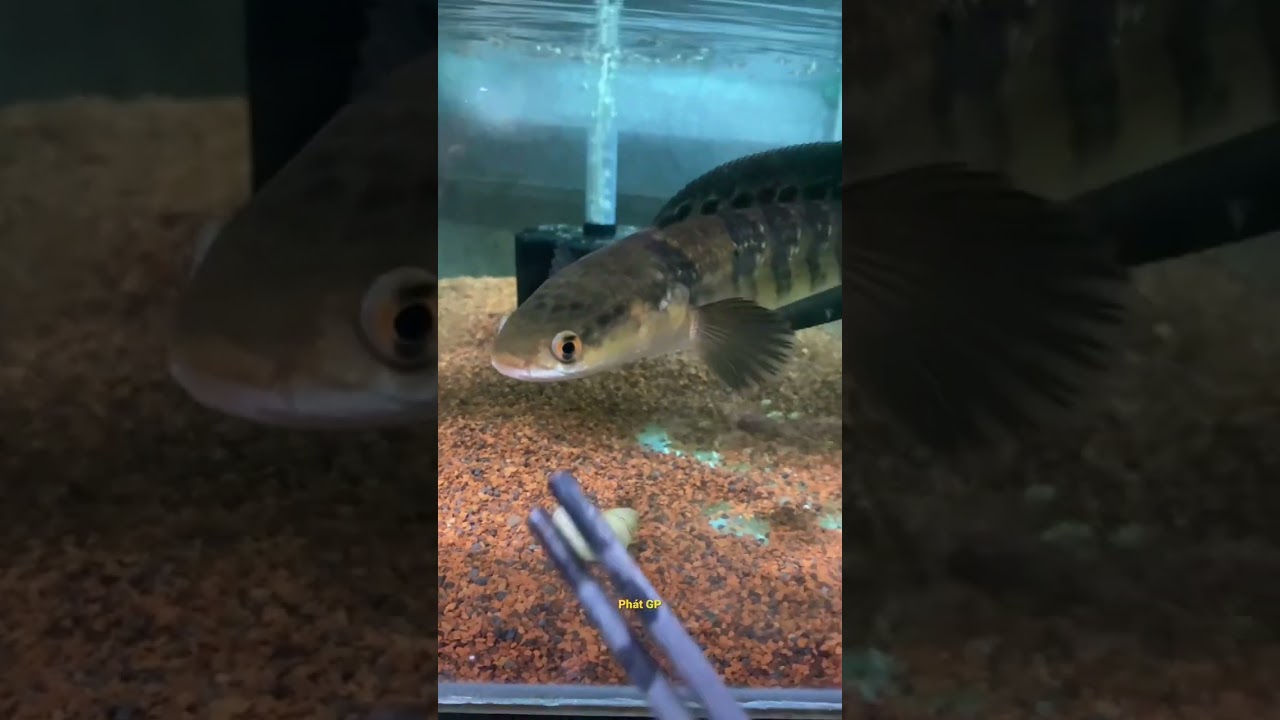 Channa cá lóc red barito từ size 7 lên size 20 gần 4 tháng 😃 đang là ...