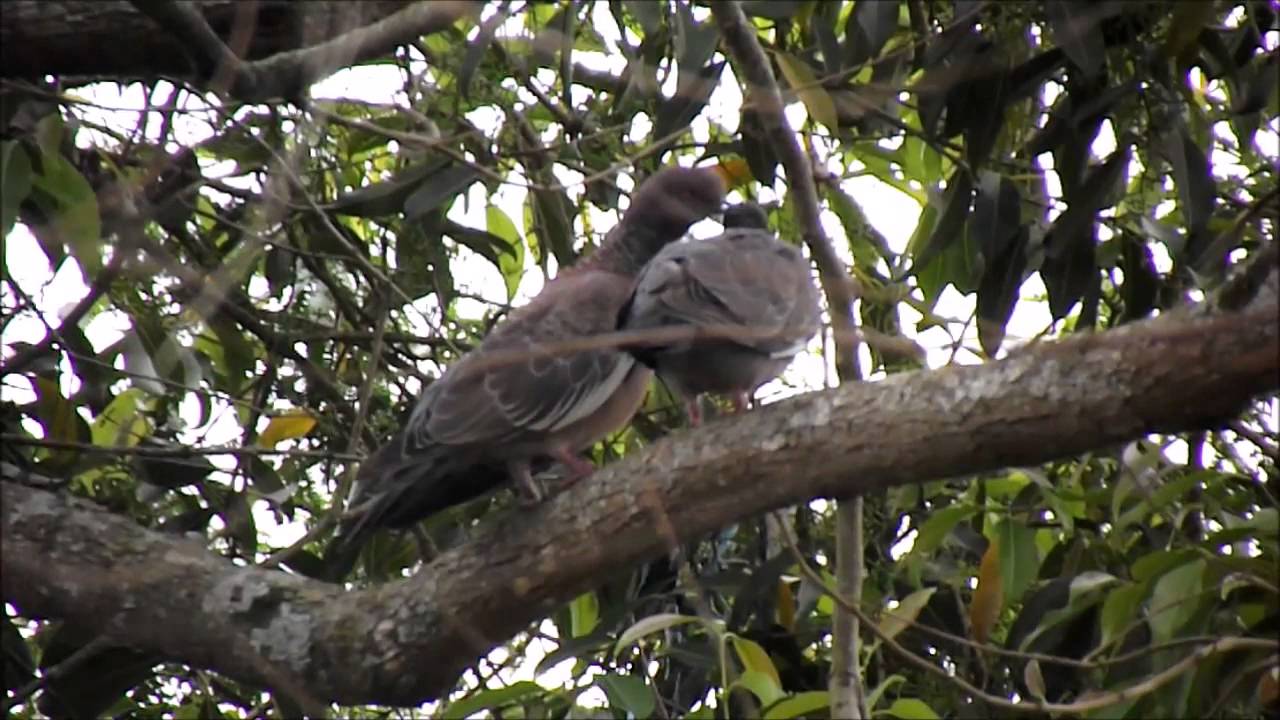 Pomba do mato - YouTube