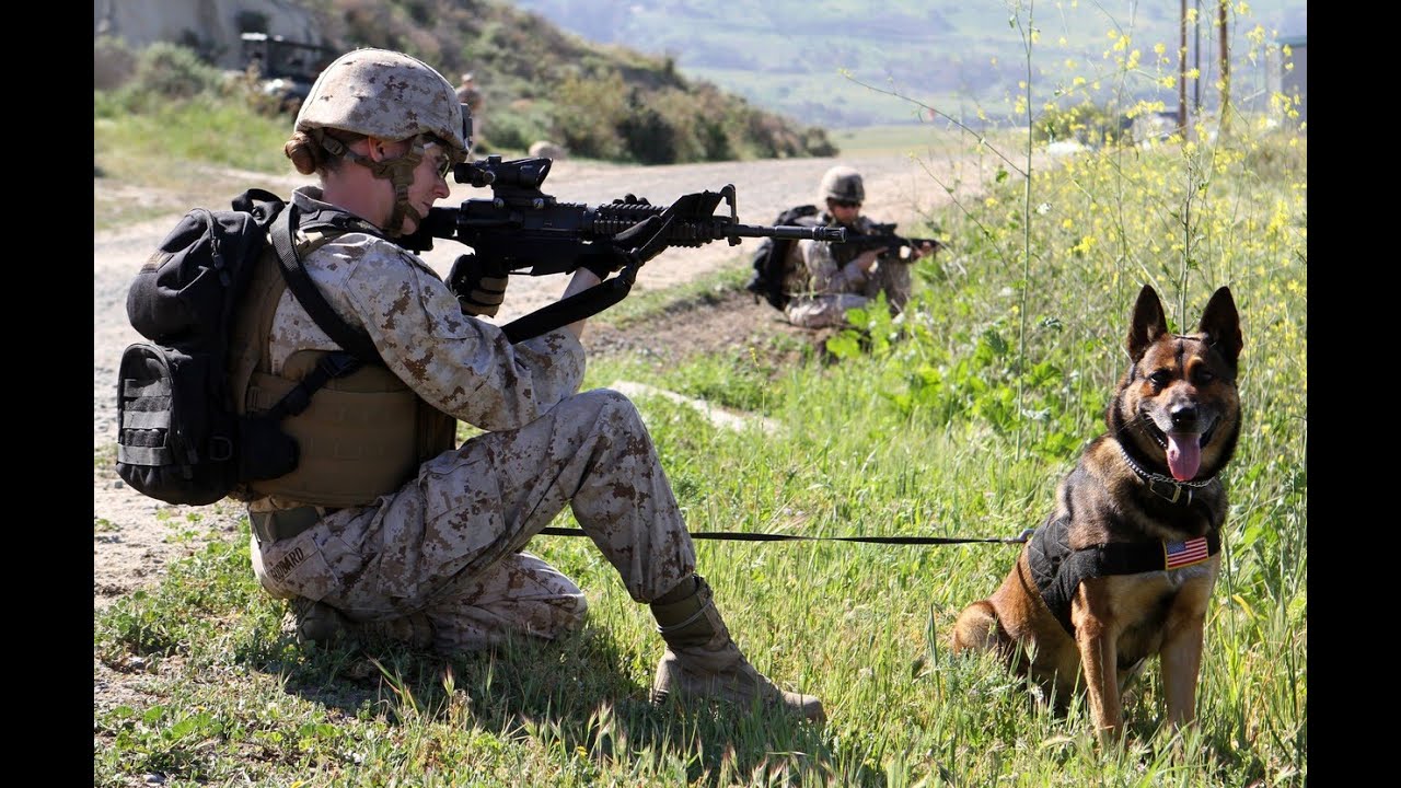 Top 10 Best Police Dog Breeds YouTube top-10-best-police-dog-breeds-youtube