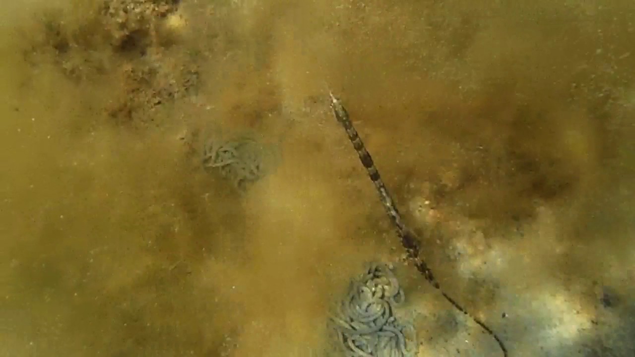 Slangetje in de grevelingen - YouTube