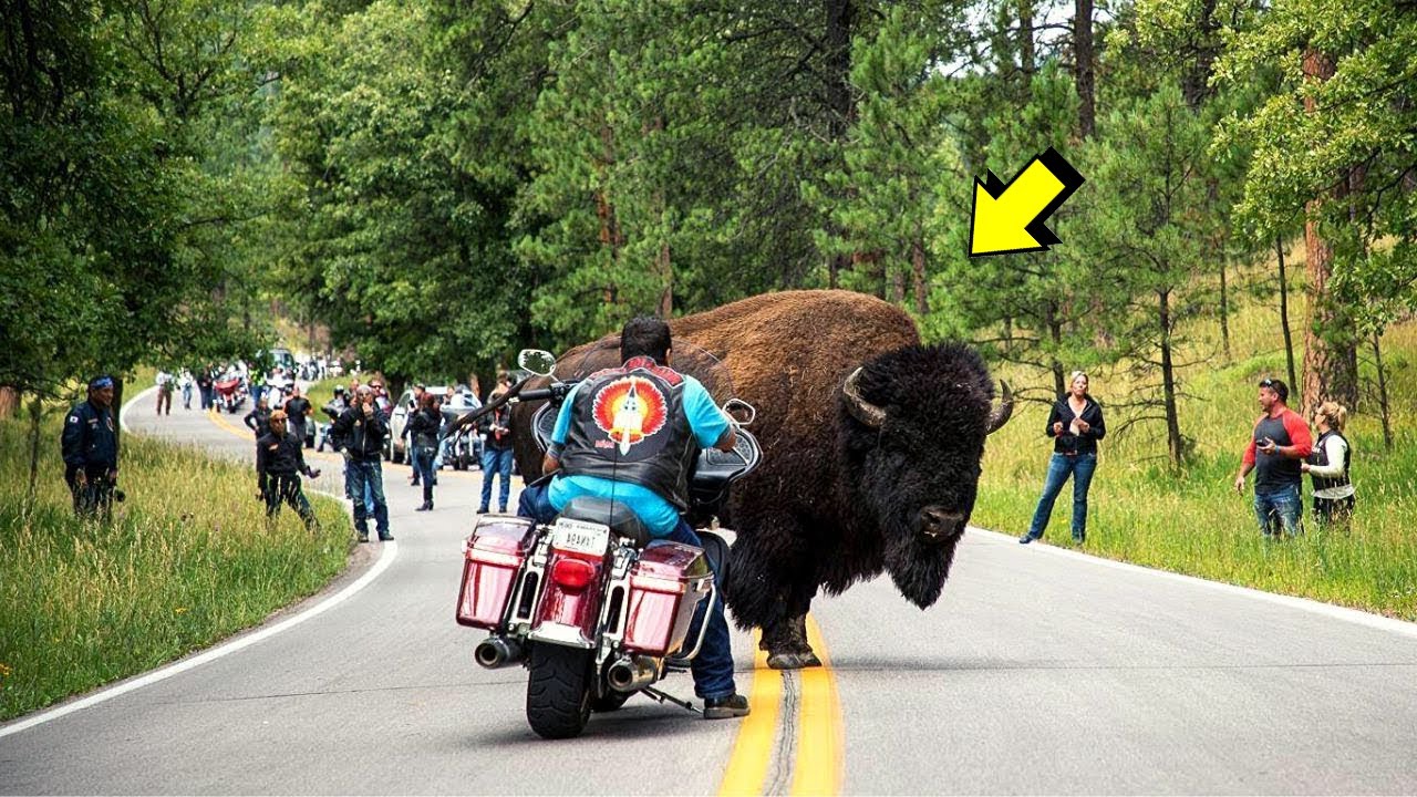 El Poder Del Bisonte, bisonte americano peleando| Bisonte Furioso vs ...