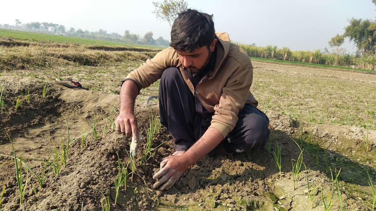 Daily routine work in village | Farmer working in field | Agriculture ...