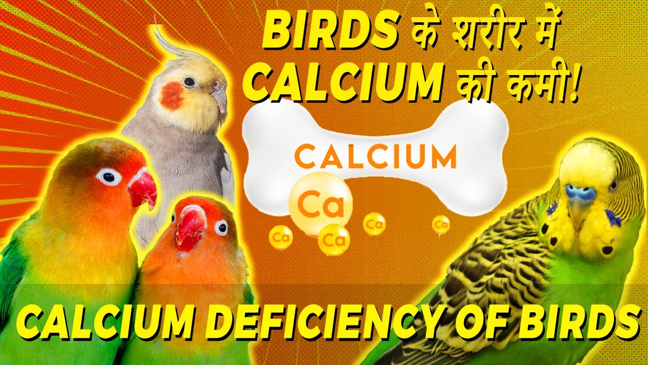 Calcium Deficiency of Birds during Breeding Season | Calcium for Birds ...