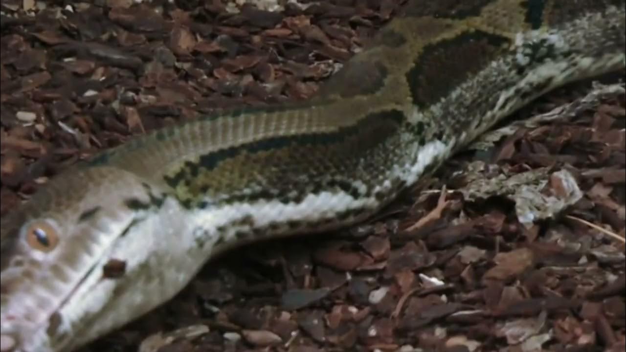 Python escapes to art gallery| dangerous snake in the world - YouTube