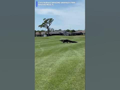 Gator takes stroll on golf course - YouTube