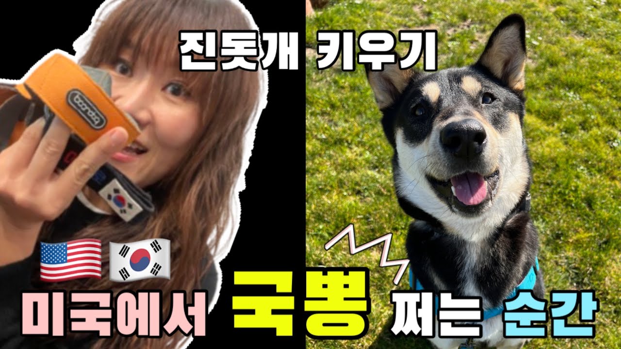 미국에서 진돗개 키우는 한인이 국뽕 떠는 순간 / 분독 / boondog / 솔직리뷰 - YouTube