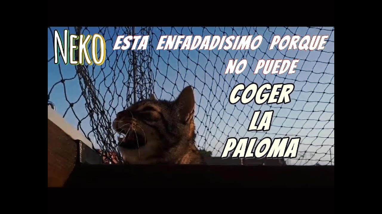 Michi hablando enfadado - YouTube