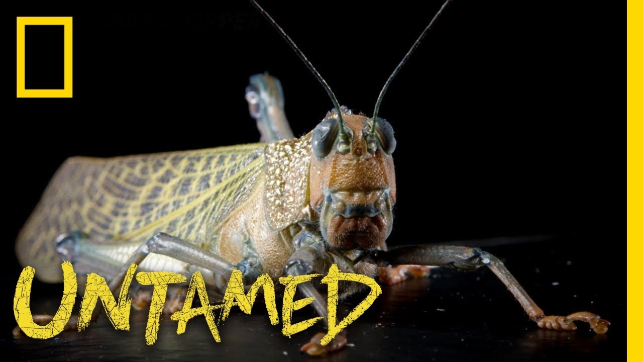 The Ever-Evolving Giant Grasshopper | Untamed - YouTube